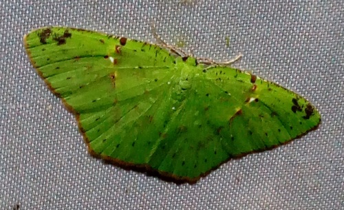 Strepsichlora remissa · iNaturalist