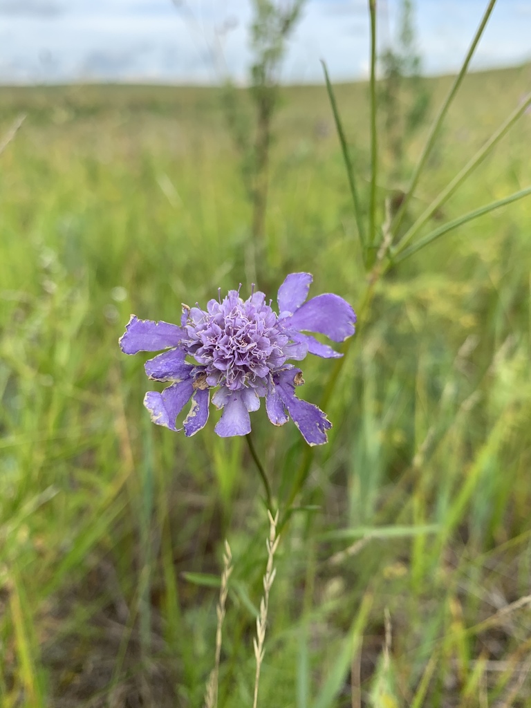 Scabiosa comosa from Dornod province Bayn-Uul Daamkhai on August 16 ...