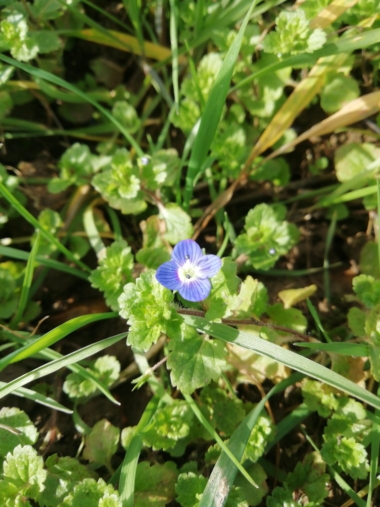 bird's-eye speedwell from Enfield EN2, UK on February 24, 2021 at 11:59 ...