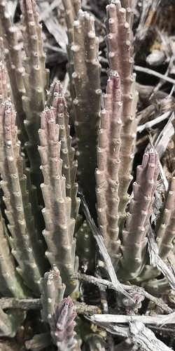 Subspecies Stapelia paniculata scitula · iNaturalist