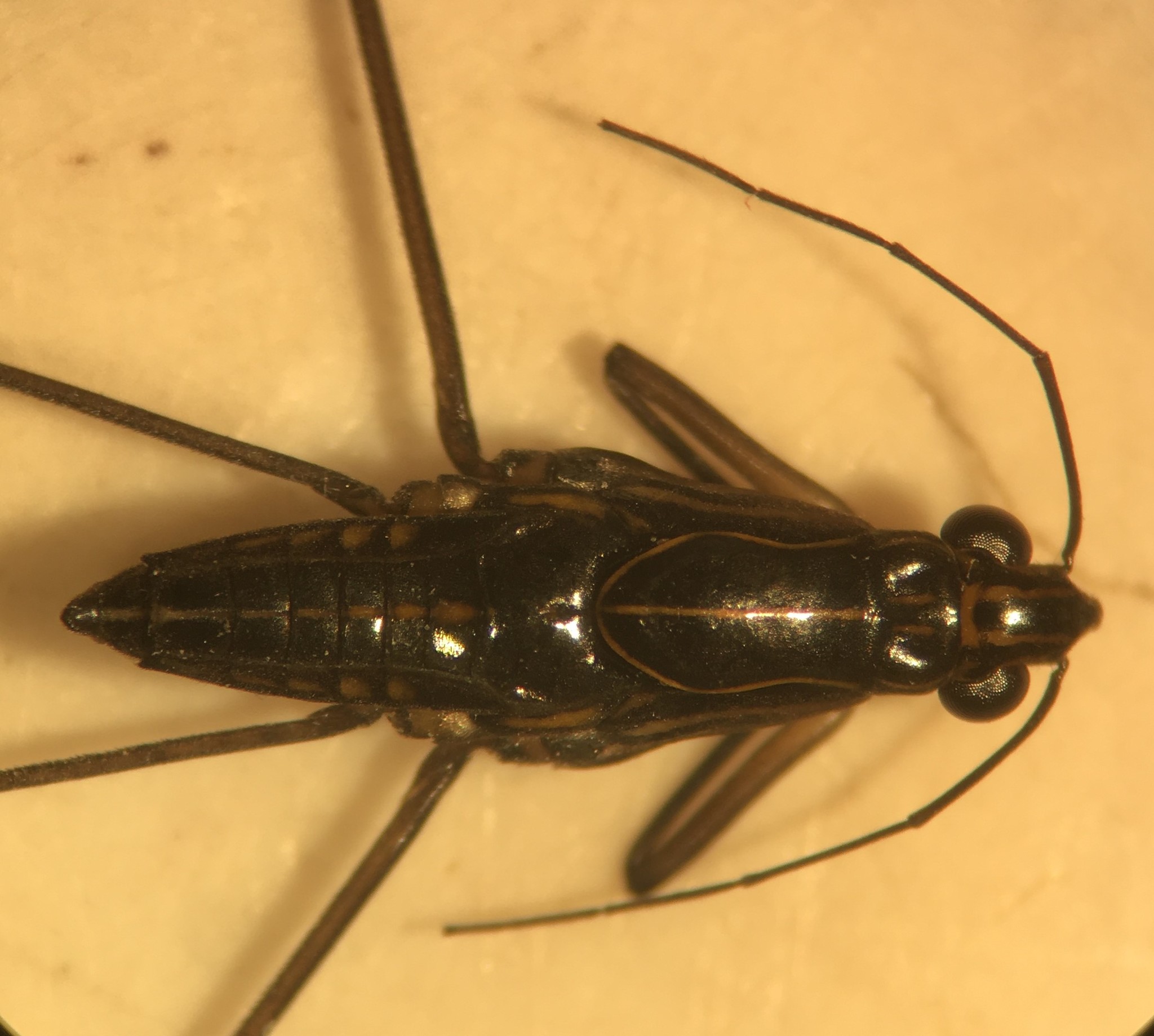 Limnogonus recens Drake & Harris, 1934