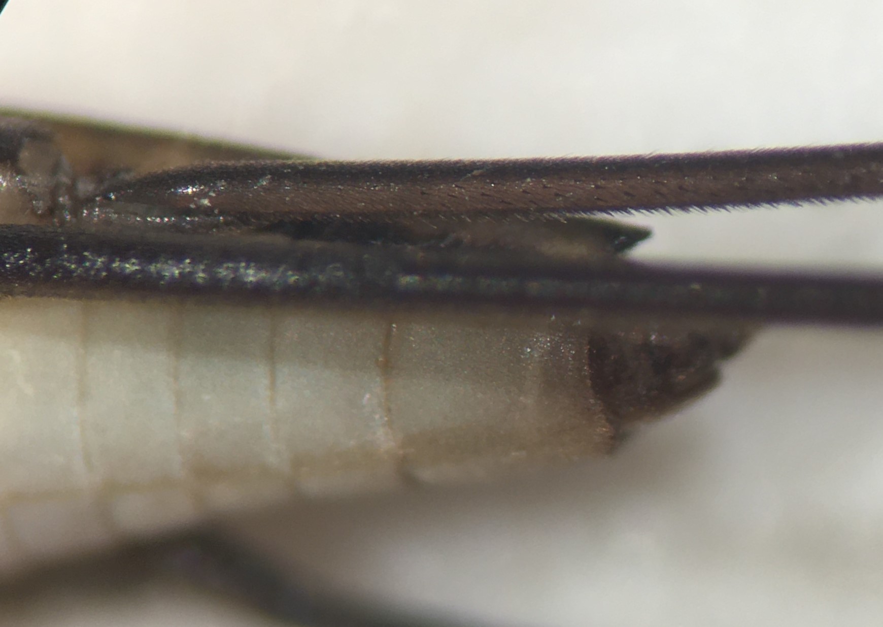 Limnogonus recens Drake & Harris, 1934