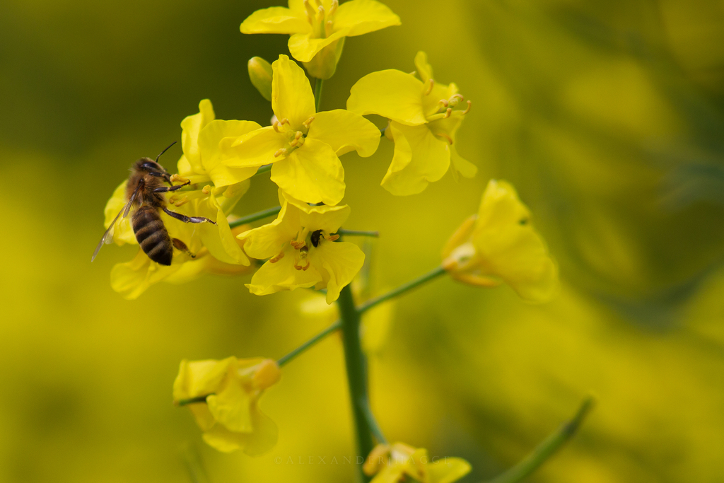 Western Honey Bee from Wlodawa, Poland on May 20, 2020 at 12:53 PM by ...