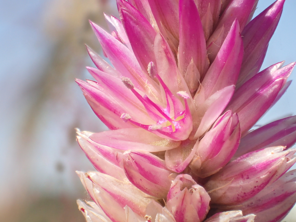 Quail Grass (Kanha National Park - Plants) · iNaturalist