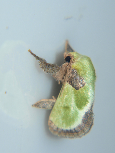 Latoia viridimixta · iNaturalist Mexico