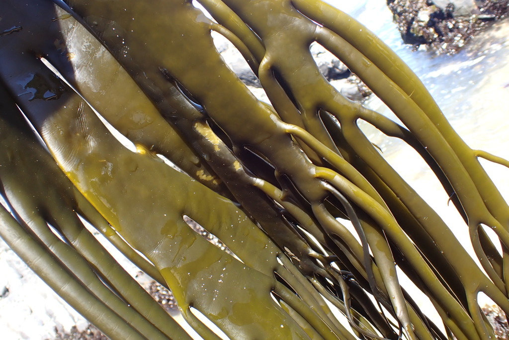 Durvillaea incurvata from Merquiche on February 24, 2021 at 12:46 AM by ...