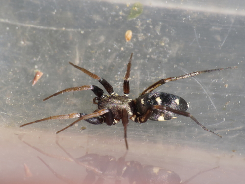 Micaria guttigera · iNaturalist