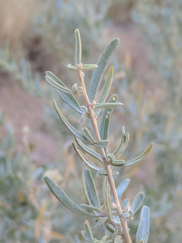 Fourwing Saltbush (Atriplex canescens) - Botanical Realm