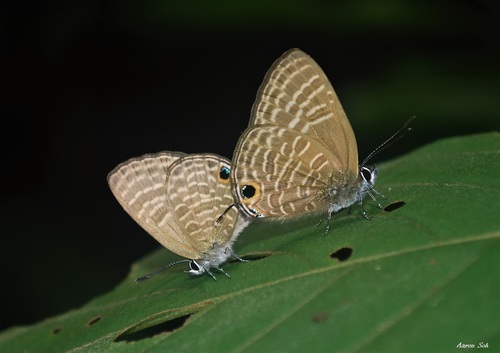 Large Four-Line Blue (Subspecies Nacaduba pactolus odon) · iNaturalist