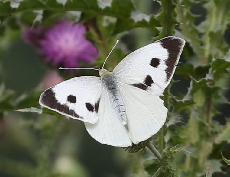 Nepalese Large Cabbage White from Srinagar on August 6, 2015 at 09:26 ...