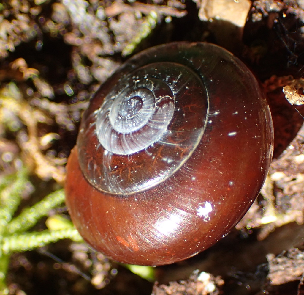 Helicoid Land Snails from White Elephant Trail, Diepwalle, South Cape ...