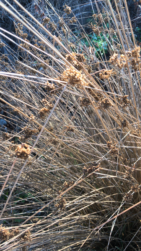 spiny rush from Oakdale on February 24, 2021 at 08:45 AM by Claire ...