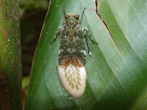 Genus Alphina · iNaturalist