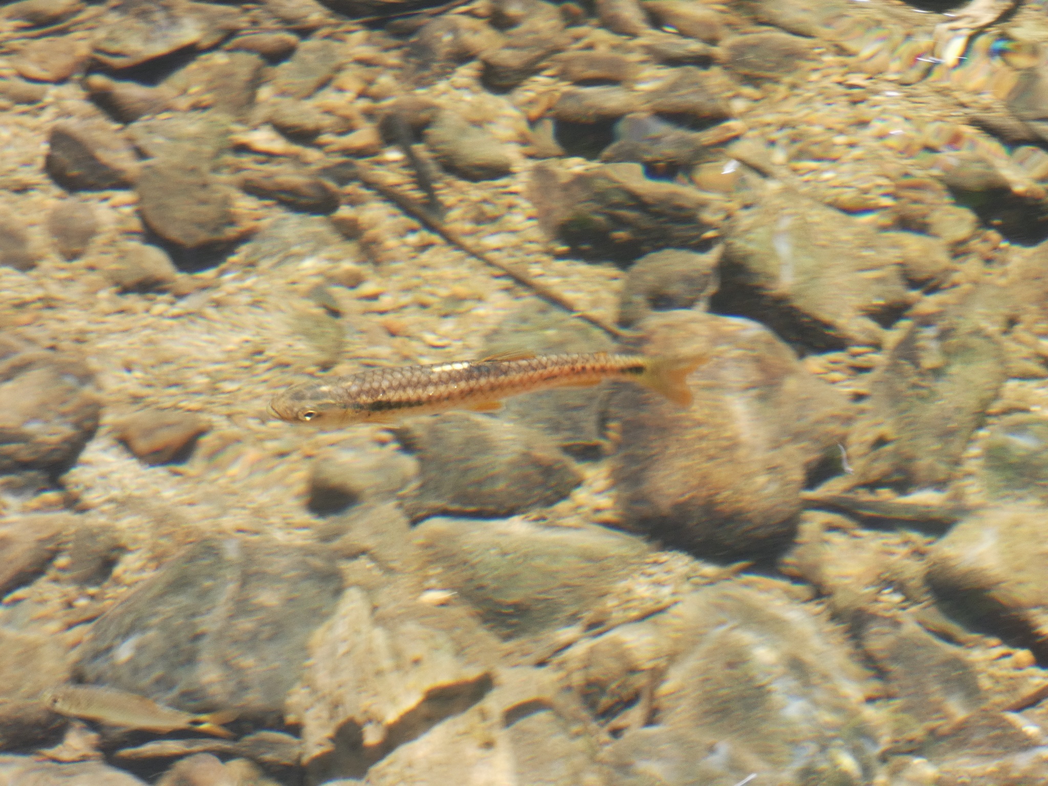 Piabucina panamensis Gill, 1877