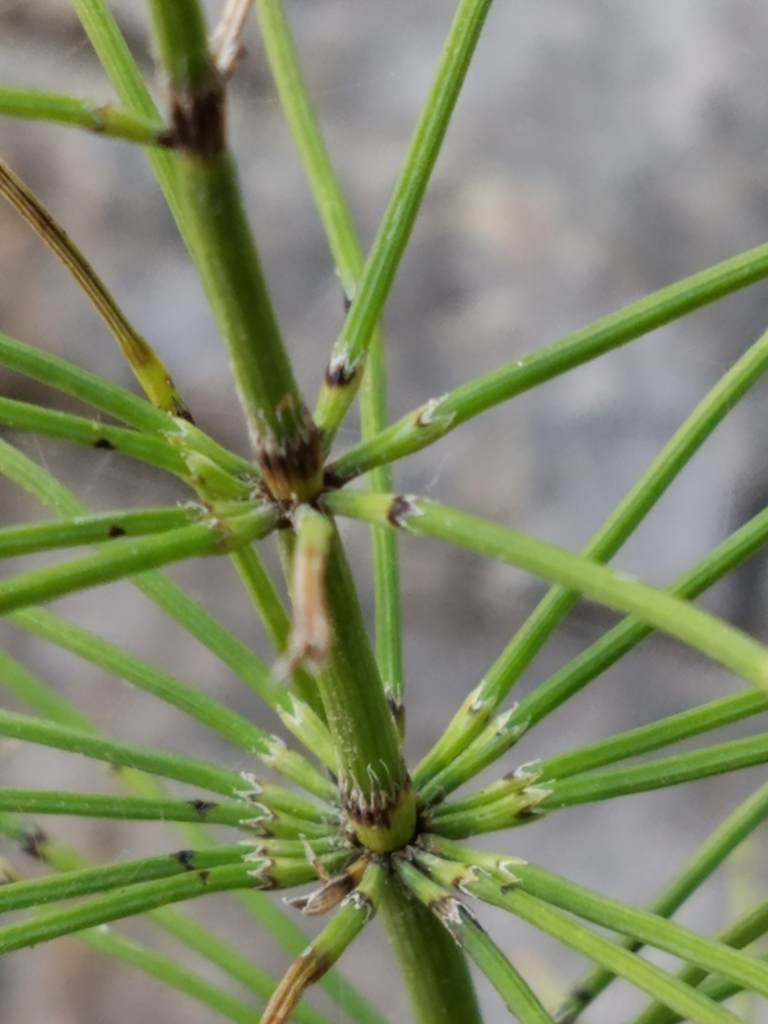 field horsetail (Lake Roosevelt National Recreation Area - Washington ...