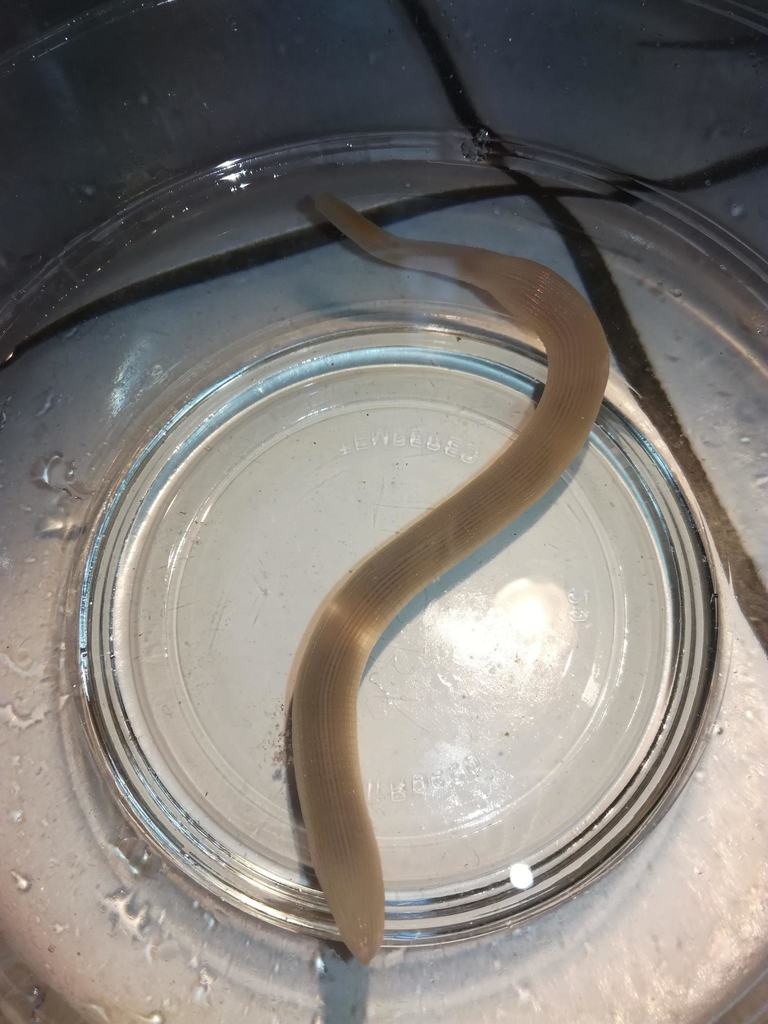 Sipunculus nudus from Finistère, Bretagne, FR on June 16, 2018 at 09:21 ...