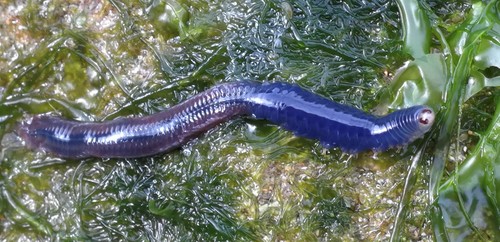 Poliqueto (Armandia intermedia)