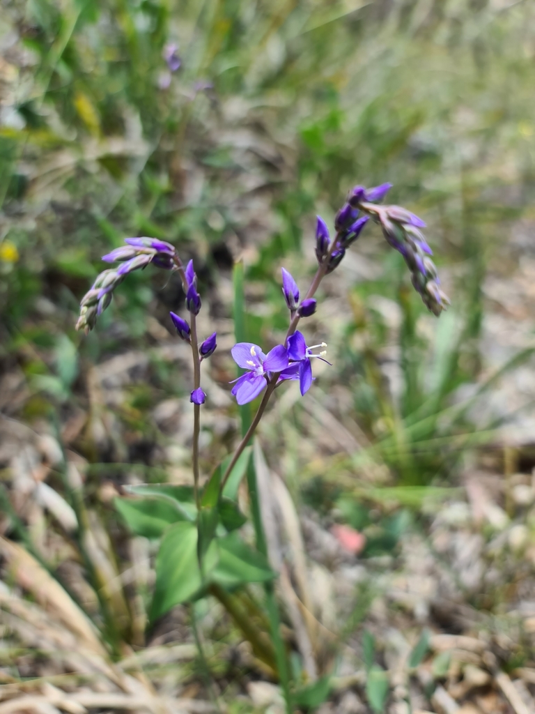 Digger's Speedwell from Captains Flat on November 10, 2020 at 12:46 PM ...