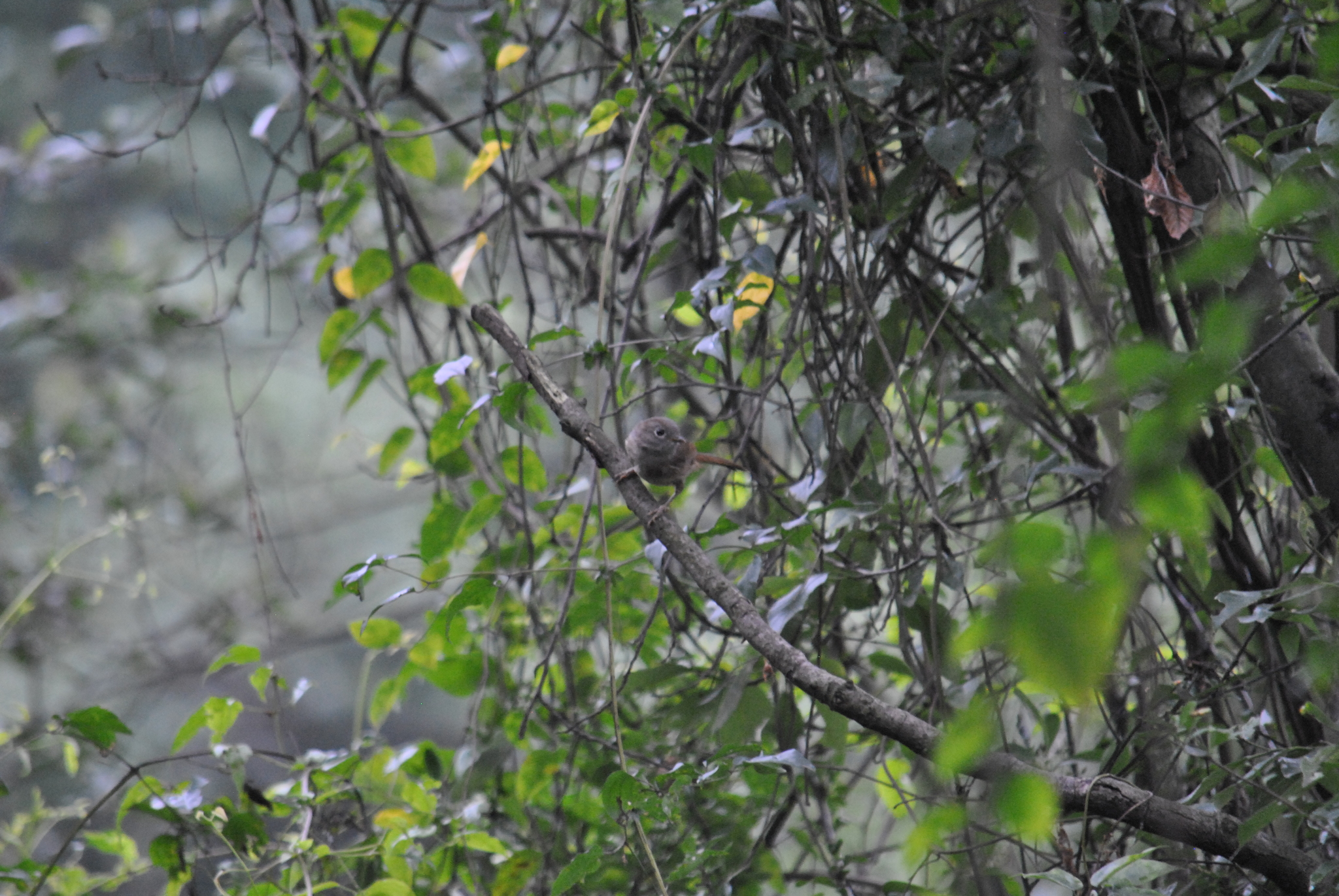 Alcippe davidi Styan, 1896