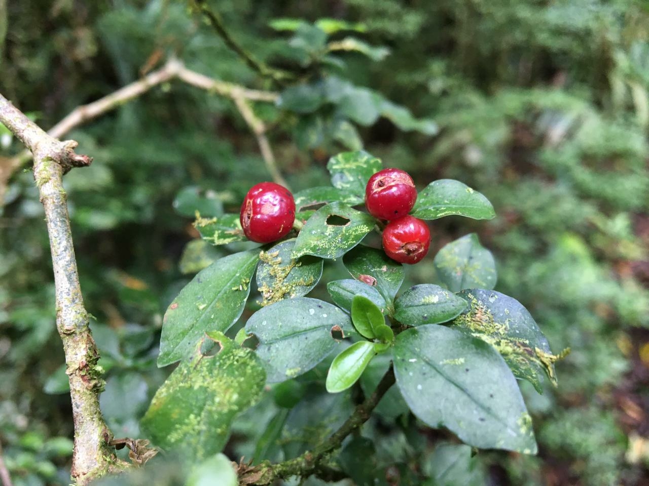 Psychotria parvifolia Benth.