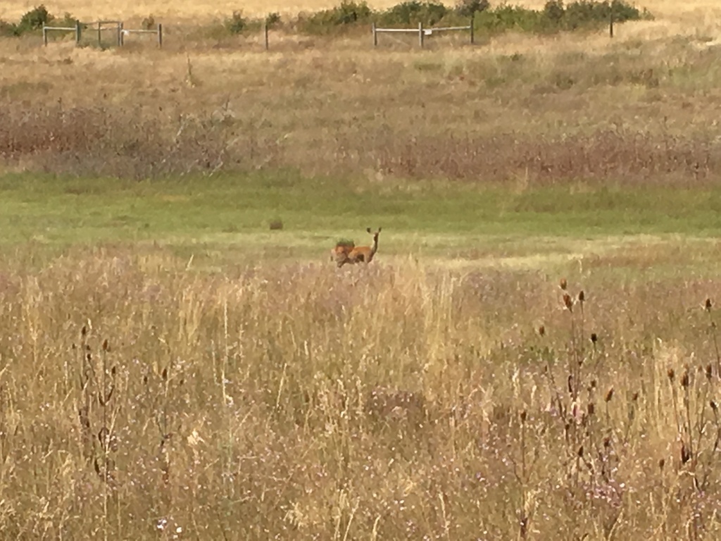 White-tailed Deer from Whitman County, WA, USA on August 18, 2019 at 01 ...