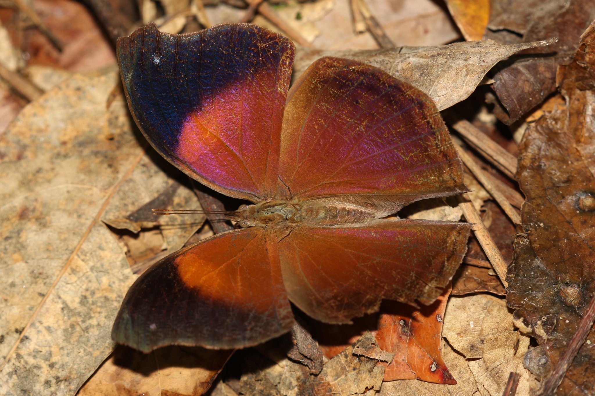 Salamis cacta Fabricius, 1793