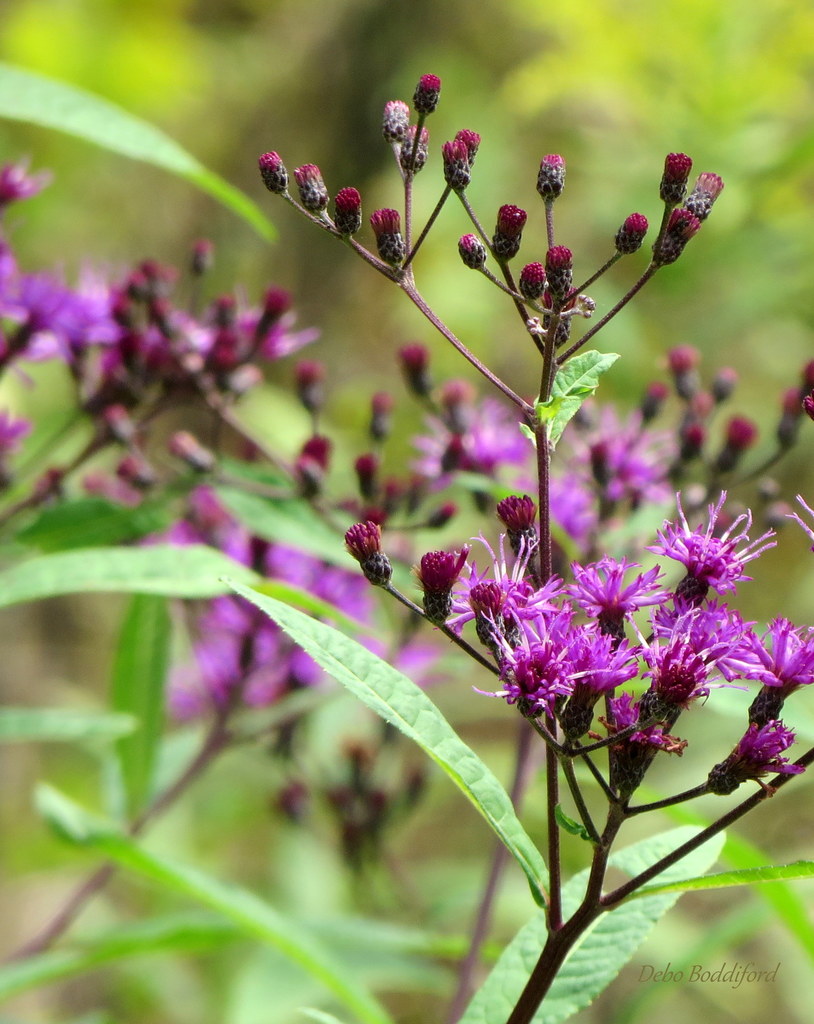 Tall Ironweed from Allendale County, SC, USA on September 21, 2015 at ...