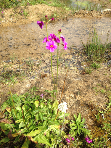 Primula poissonii · iNaturalist United Kingdom