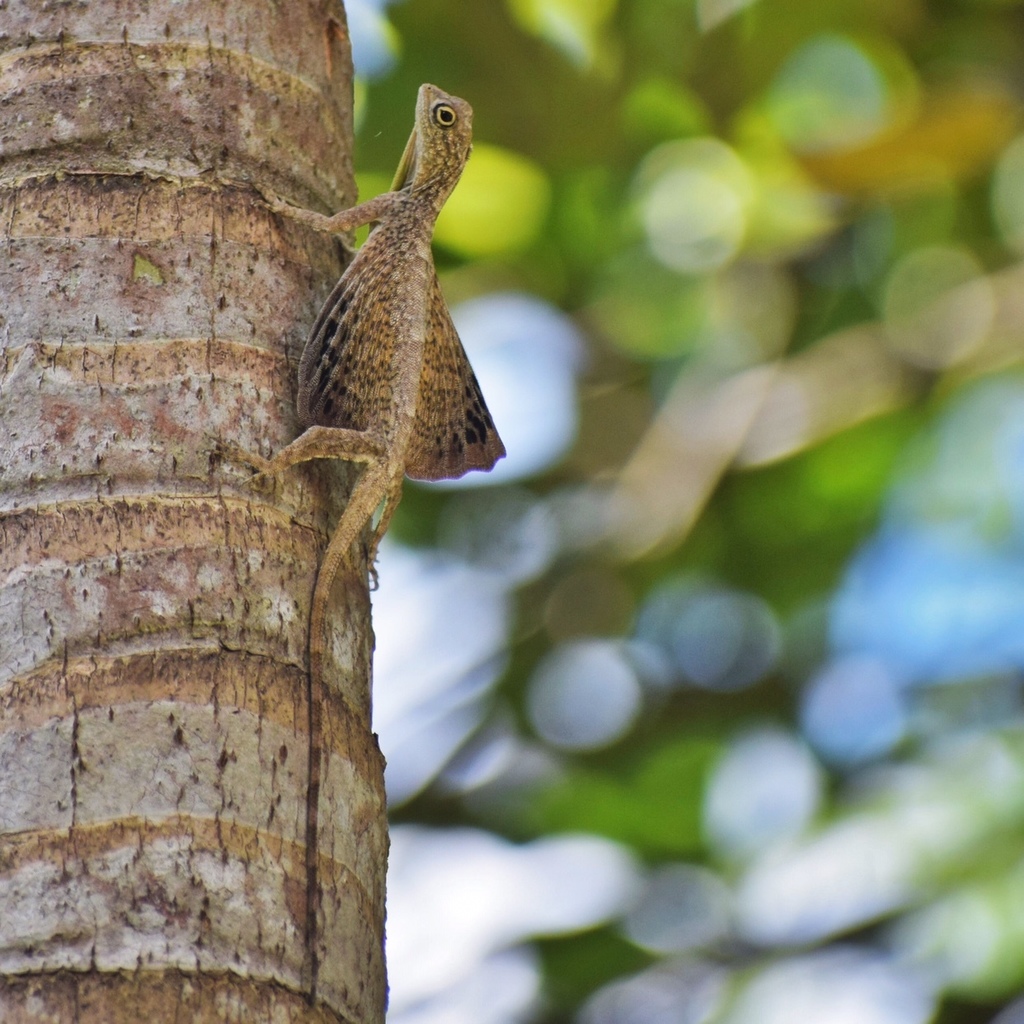 Palawan Gliding Dragon from Palawan, Aborlan, Palawan, PH on February ...