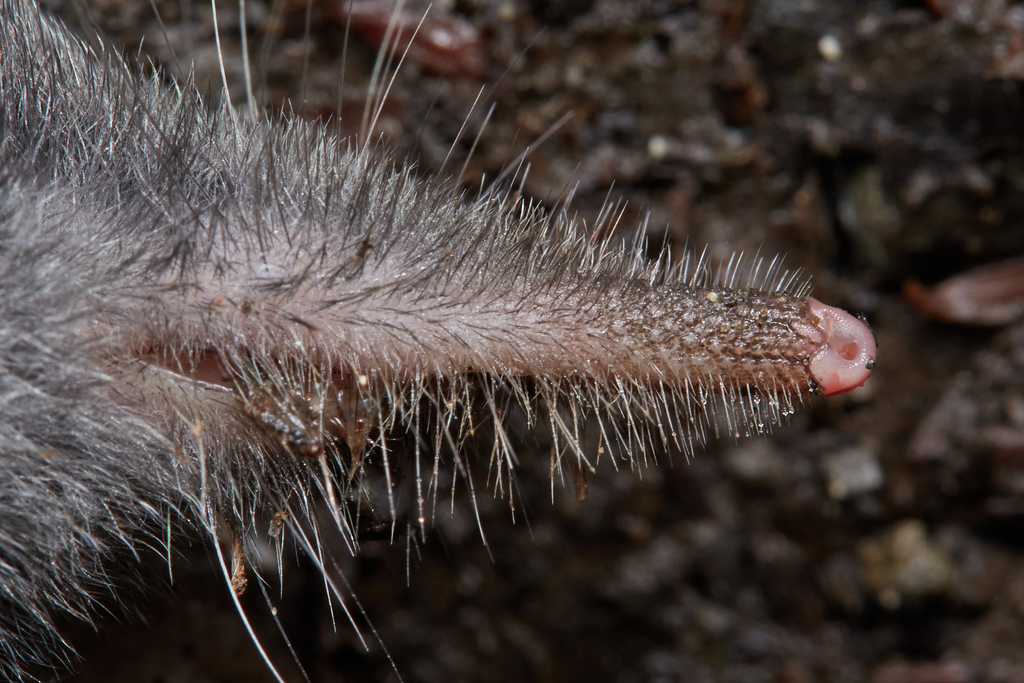 American Shrewmole (Neurotrichus gibbsii) - Know Your Mammals
