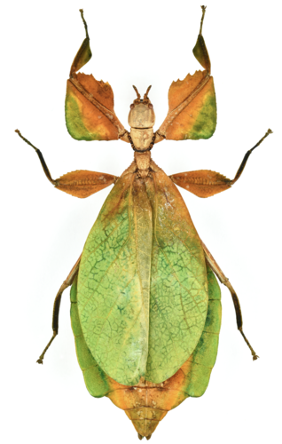 Cryptophyllium echidna · iNaturalist Mexico