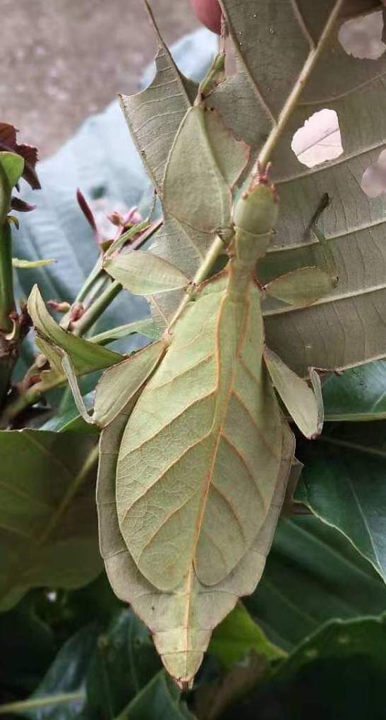 Cryptophyllium liyananae from Jinxiu Yao Autonomous County, Laibin ...