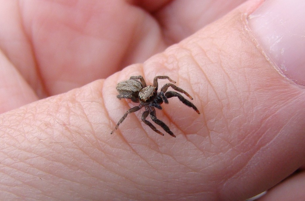 Golden-brown Jumping Spider from Gladstone, New Zealand on February 09 ...