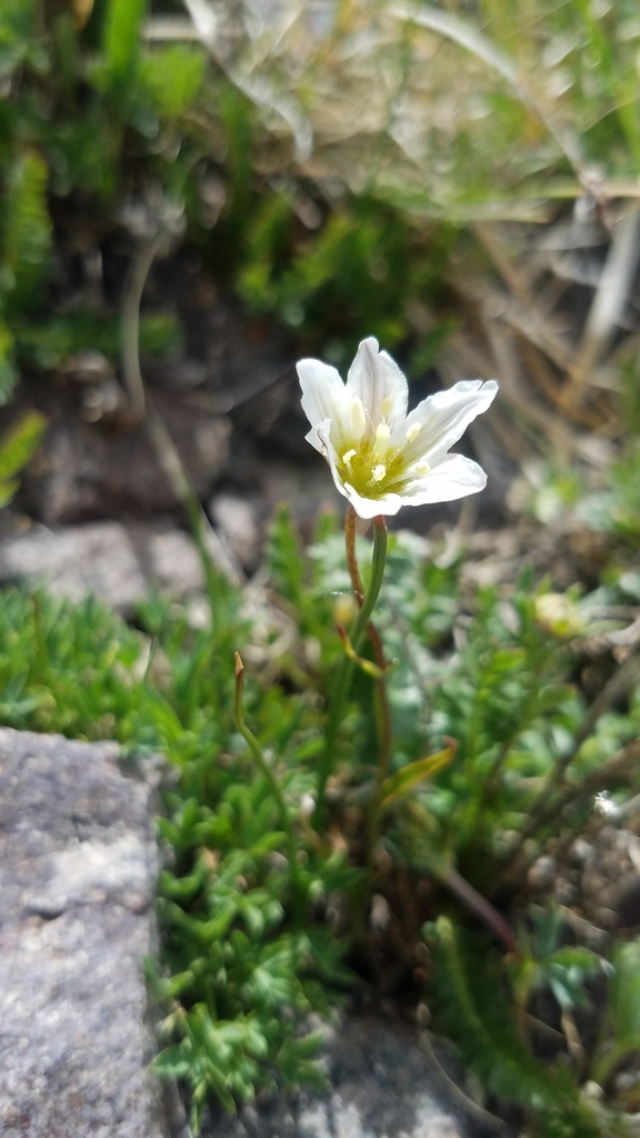 Snowdon Lily from Grand Mesa National Forest, Telluride, CO, US on July ...