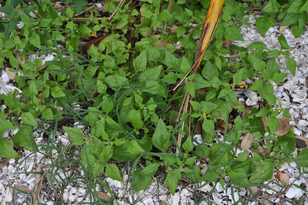 Native Spinach from Auckland, New Zealand on February 25, 2021 at 11:51 ...