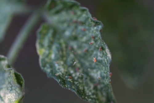 Ácaro rojo (Tetranychus cinnabarinus)