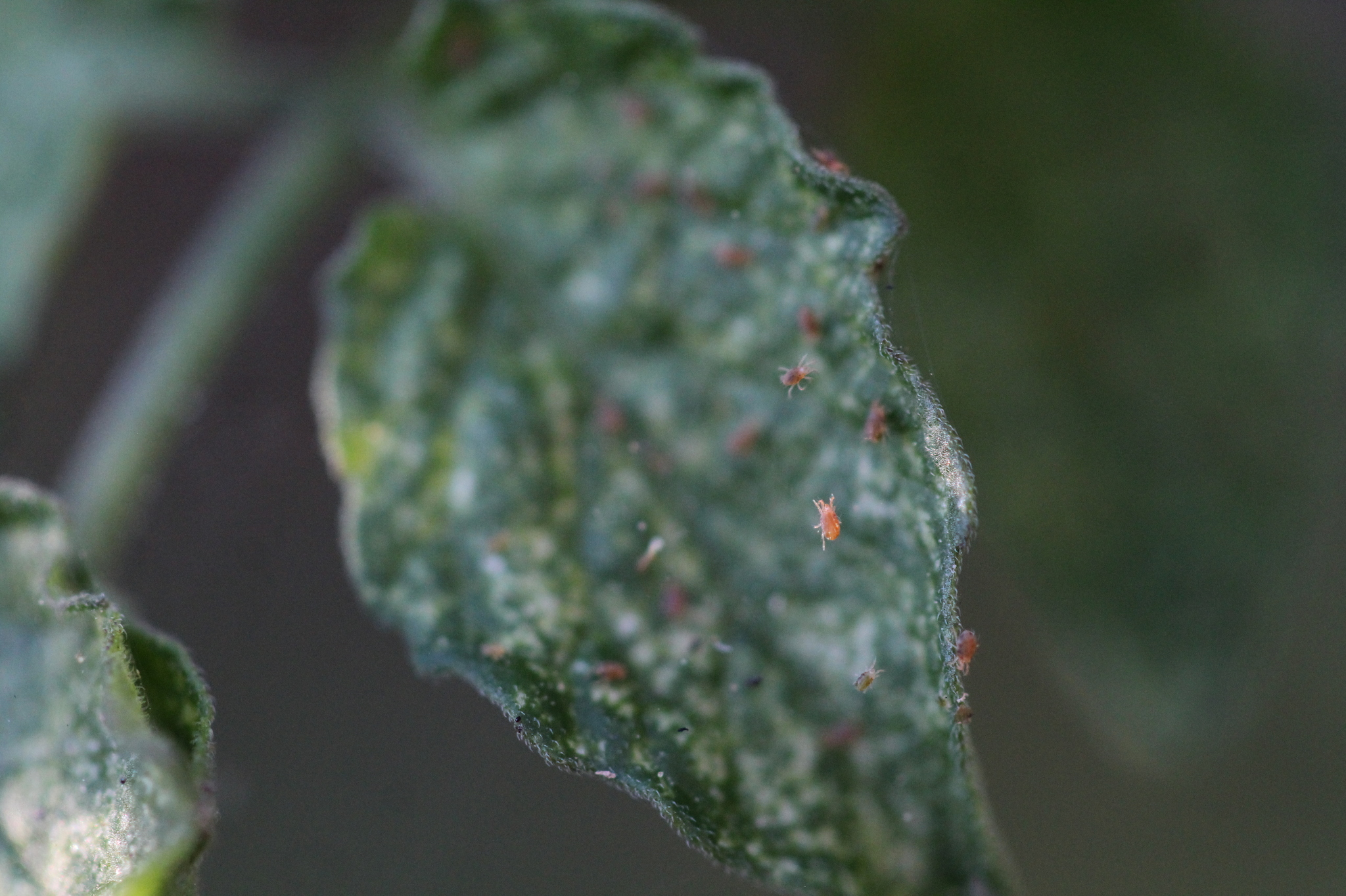 Tetranychus urticae Koch, 1836