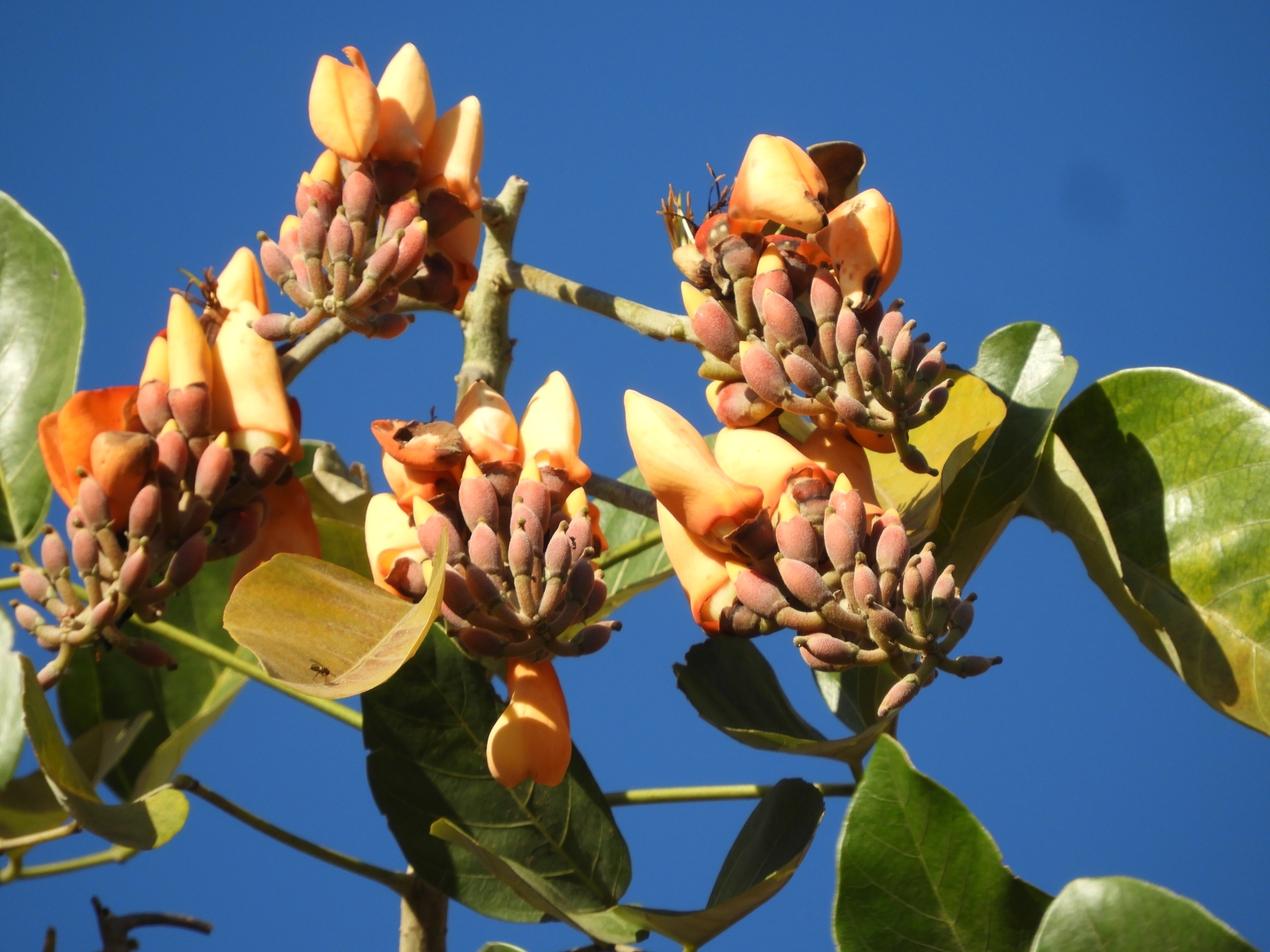 Erythrina fusca Lour.