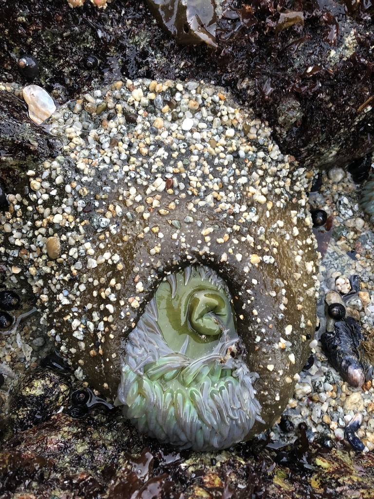Giant Green Anemone in February 2021 by olivia_v. Now I understand why ...