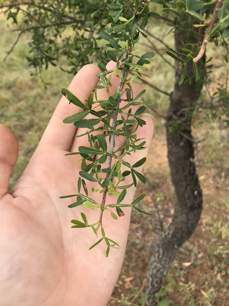 Flindersia dissosperma from Epping Forest National Park, Elgin, QLD, AU ...