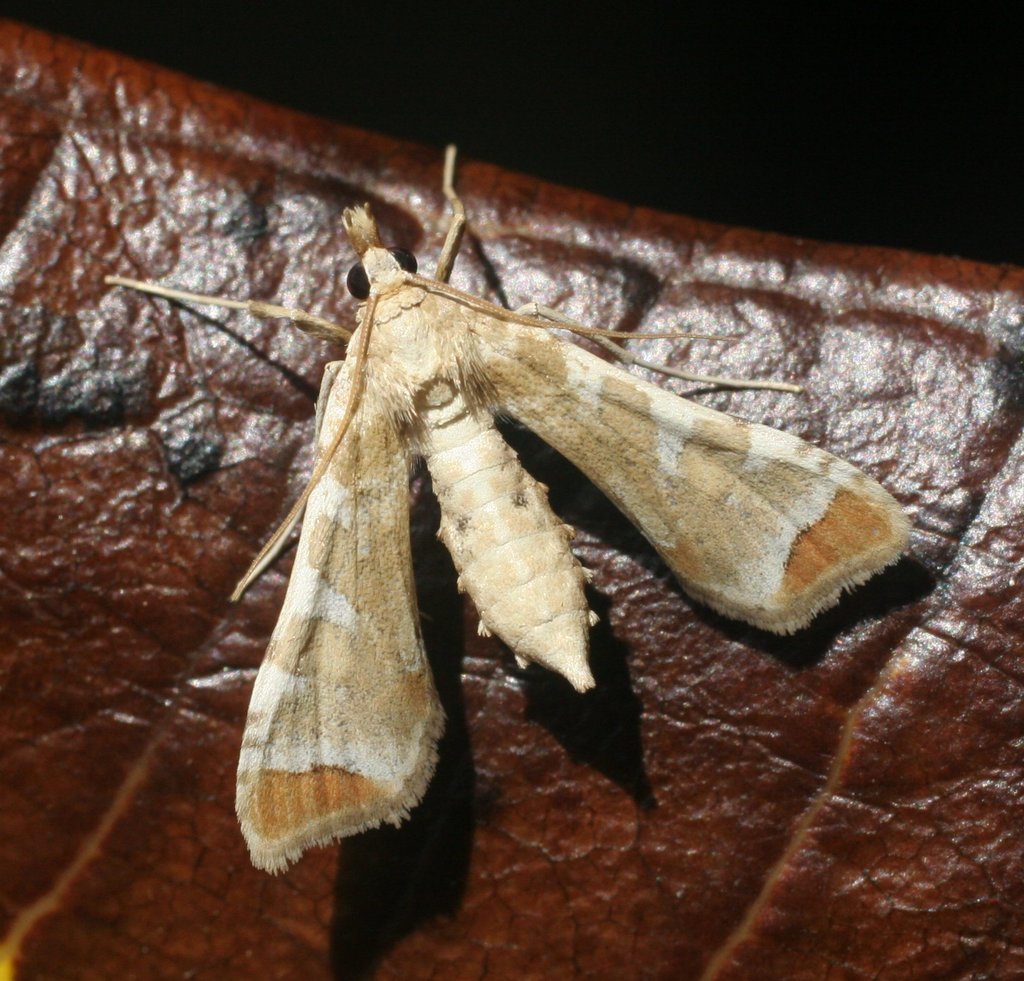 Poroporo fruit borer from Kununurra WA 6743, Australia on November 12 ...