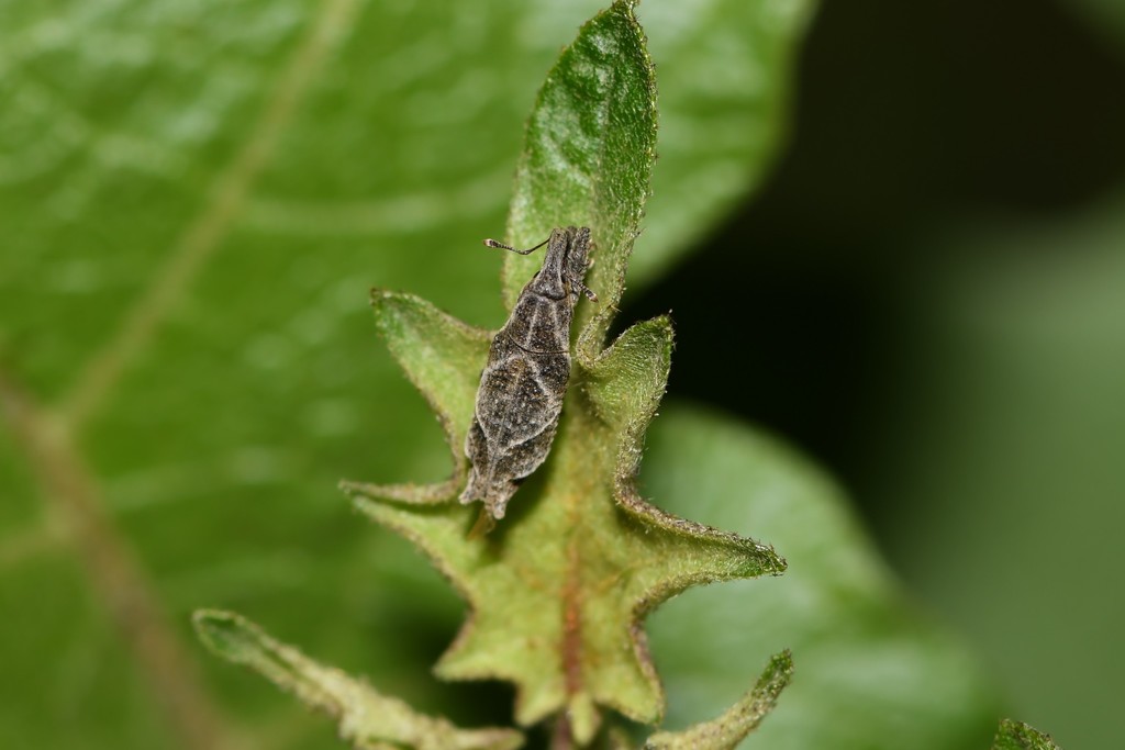 Gasteroclisus klapperichi from 中国福建省厦门市同安区蔗内村 on April 9, 2020 at 10:08 ...