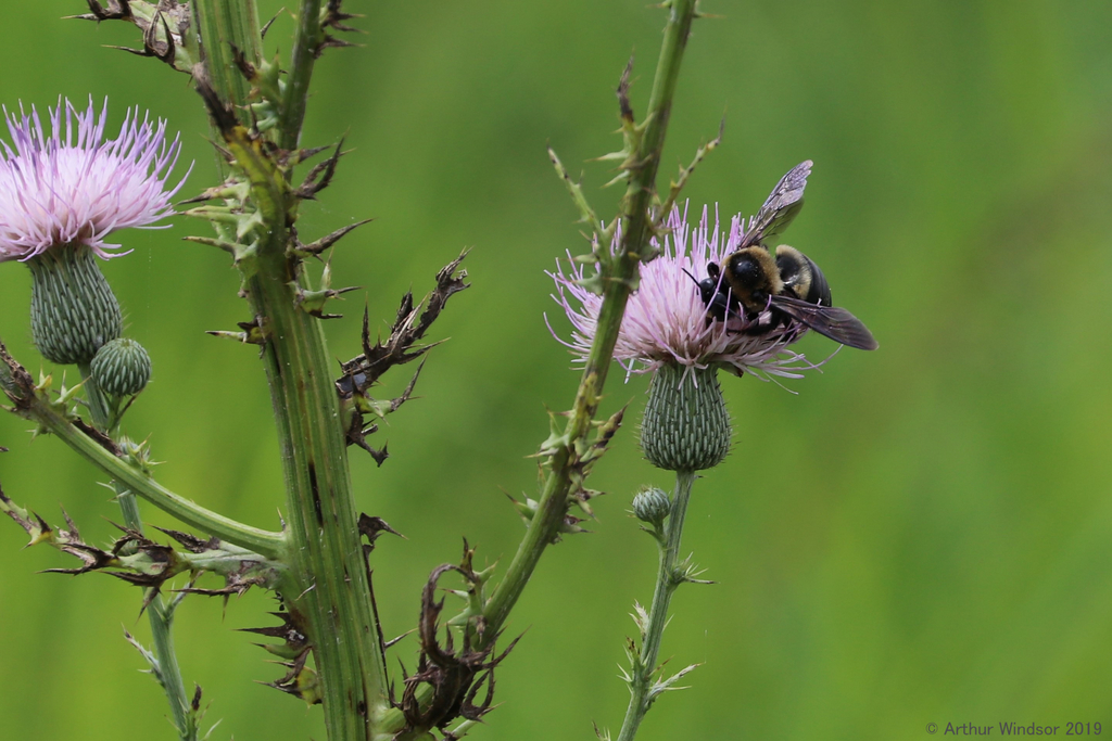 South Florida Eastern Carpenter Bee from Dinner Island WMA, FL, USA on ...