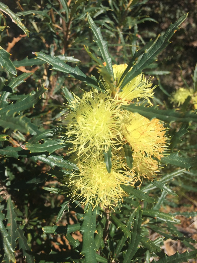 Many-headed Dryandra (Banksia polycephala) - Botanical Realm