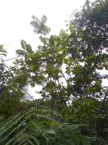 Subspecies Brunellia comocladiifolia domingensis · iNaturalist