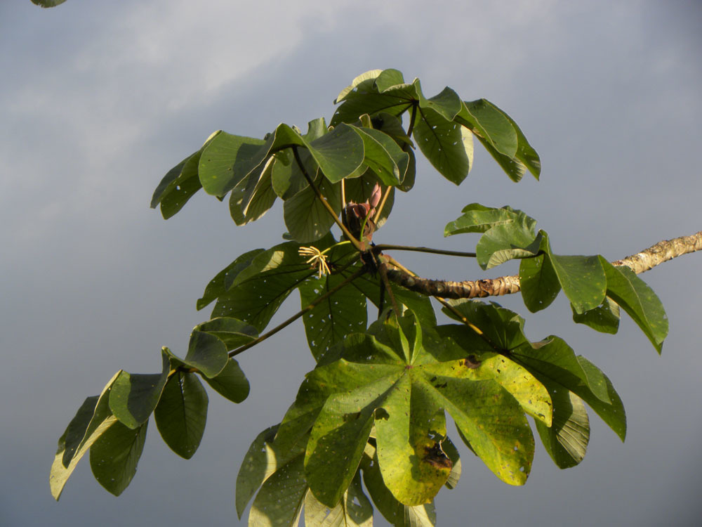 Arbol Yagrumo De Puerto Rico Yarumo (Cecropia Peltata) · INaturalist
