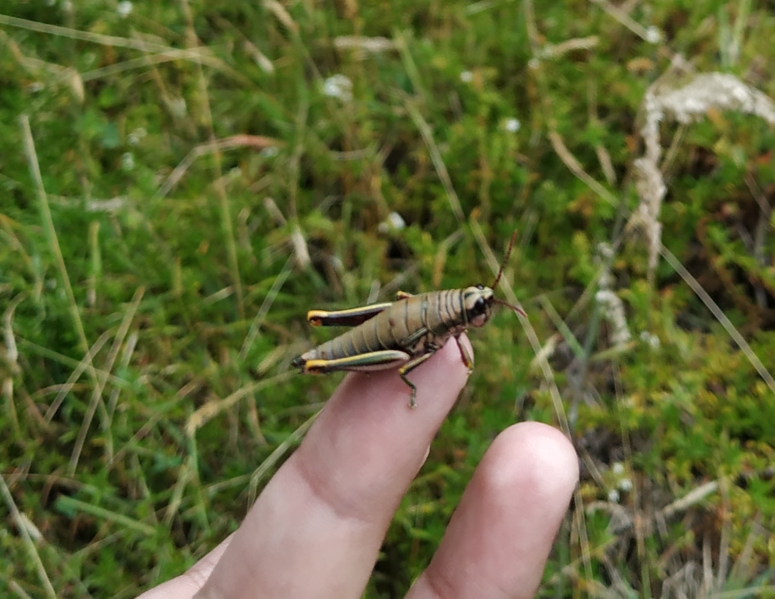Agesander ruficornis Stål, 1878