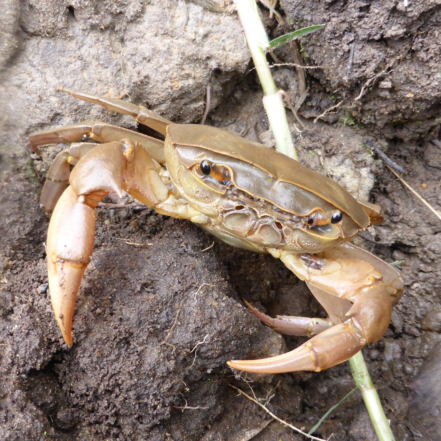 Potamonautes warreni (Calman, 1918)