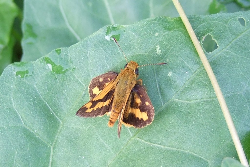 Chinese Dart (Butterflies of Hong Kong) · iNaturalist