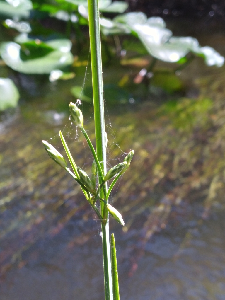 Canby's Club-bulrush from Avon Park, FL 33825, USA on February 25, 2021 ...